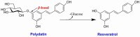 polydatin 98%,piceid,Trans-Polydatin