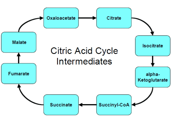 Oxaloacetic Acid Oxaloacetate Cas328 42 7