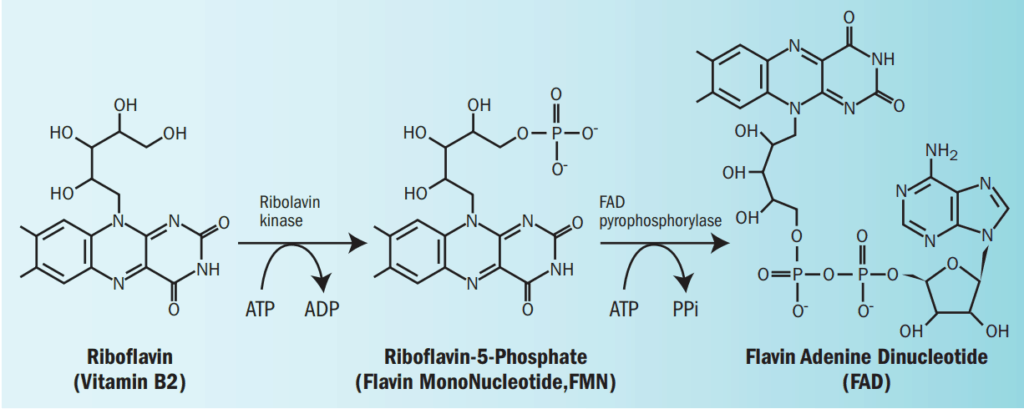 Flavin Adenine Dinucleotide FAD 84366 81 4